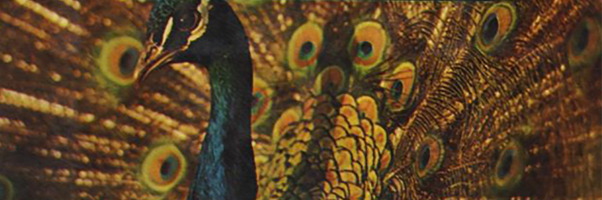 Thoughts on Flannery O’Connor’s Mystery and Manners: Occasional Prose ...